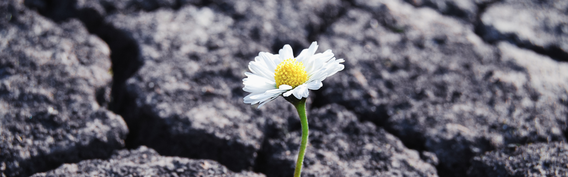 Siemens Innovation Ecosystem